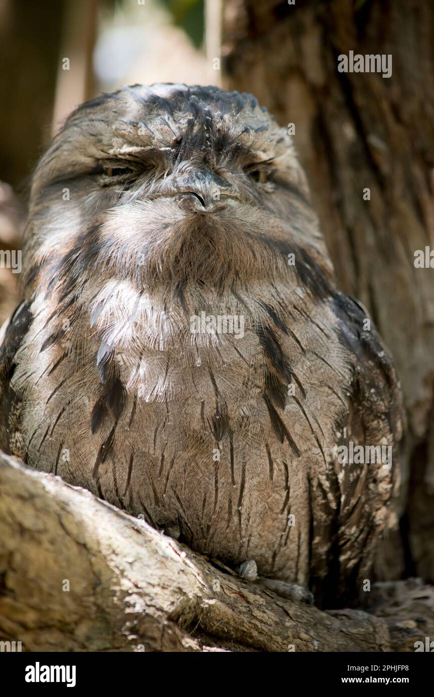 the tawny frogmouth plumage is mottled grey, white, black and rufous ...