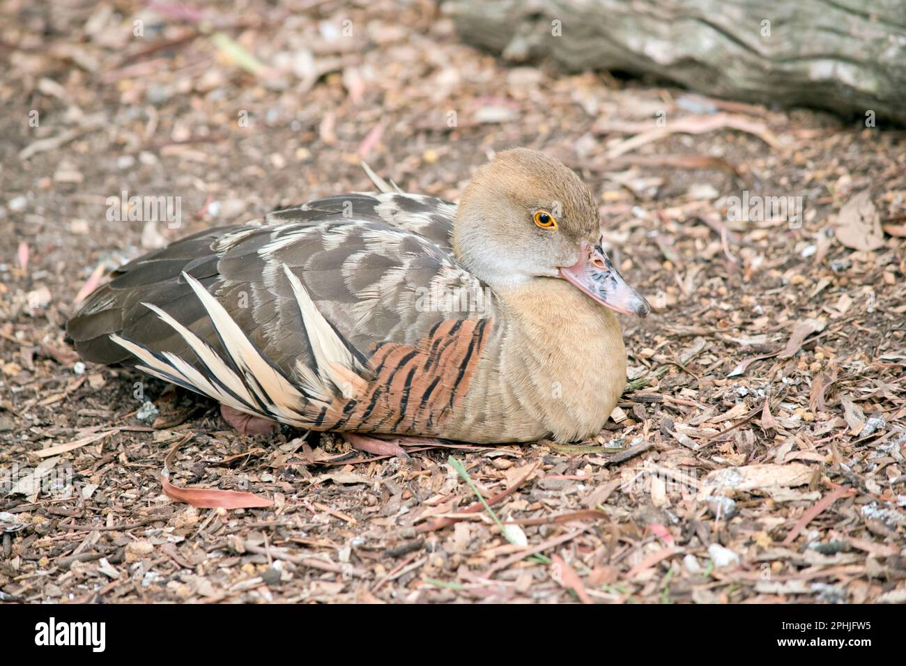 the plumed whistling duck is t is a tall, long necked duck, with very ...