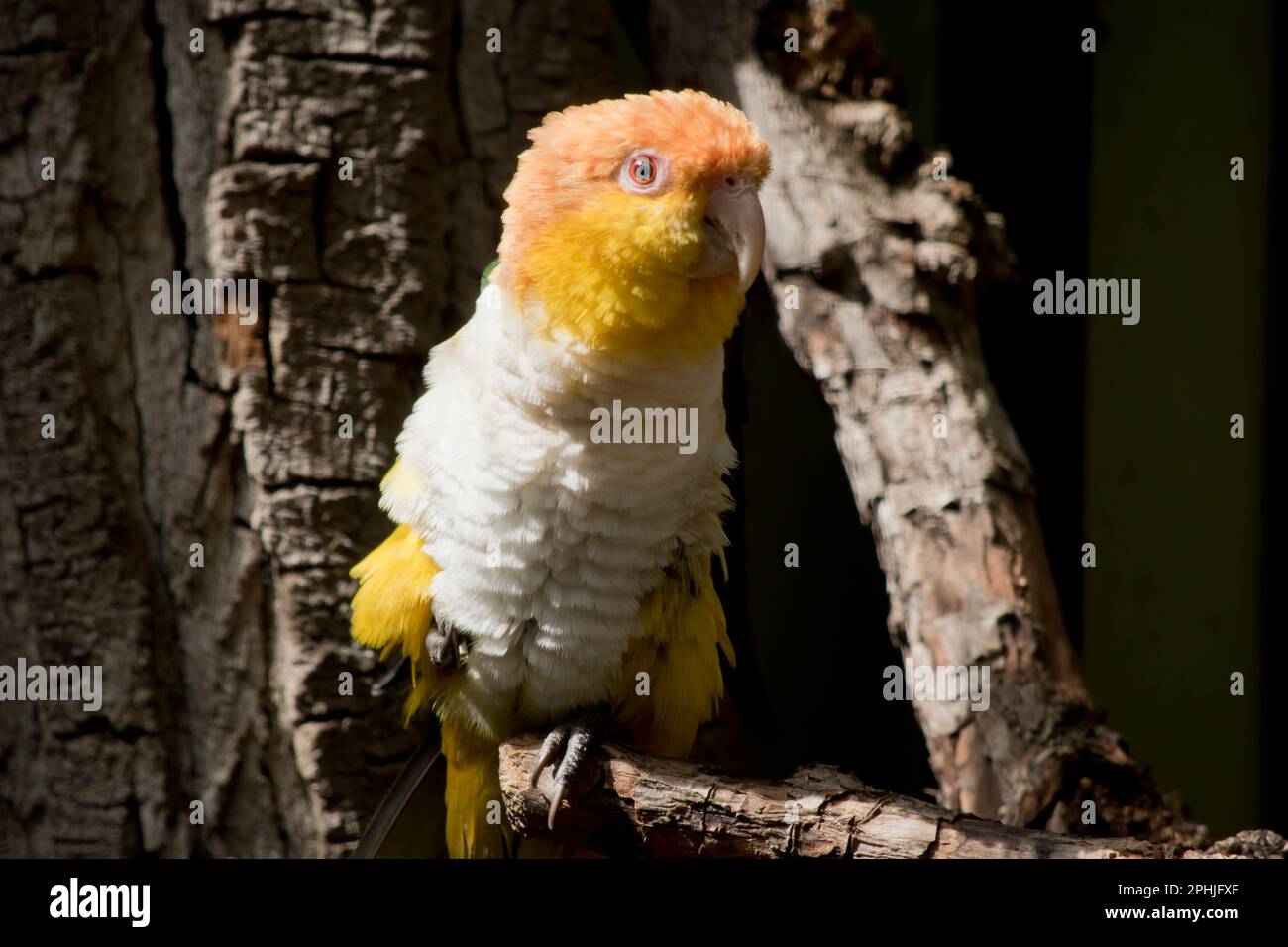 White bellied caique hi-res stock photography and images - Alamy