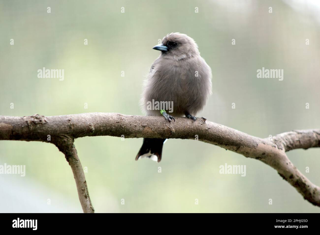 the woodswallow is a small fluffy grey bird Stock Photo - Alamy
