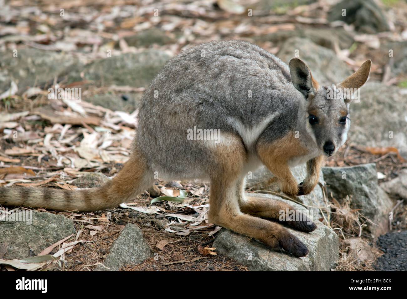 The Yellow-footed Rock-wallaby is brightly coloured with a white cheek ...