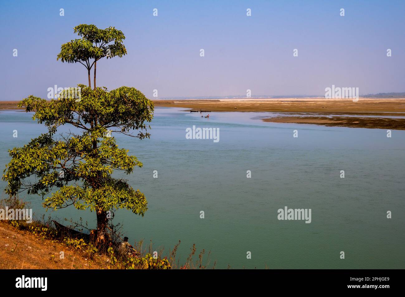 Tree on the river. Gajoldoba on Teesta Barrage, Siliguri through the ...