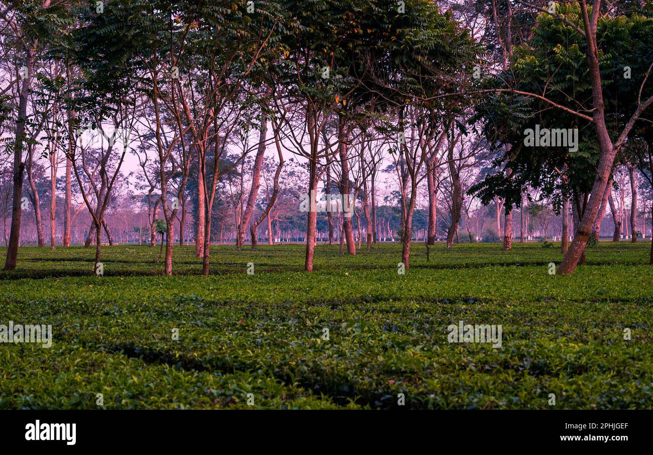 Landscape with trees and a tea garden. Samsing, scenic landscape, green ...