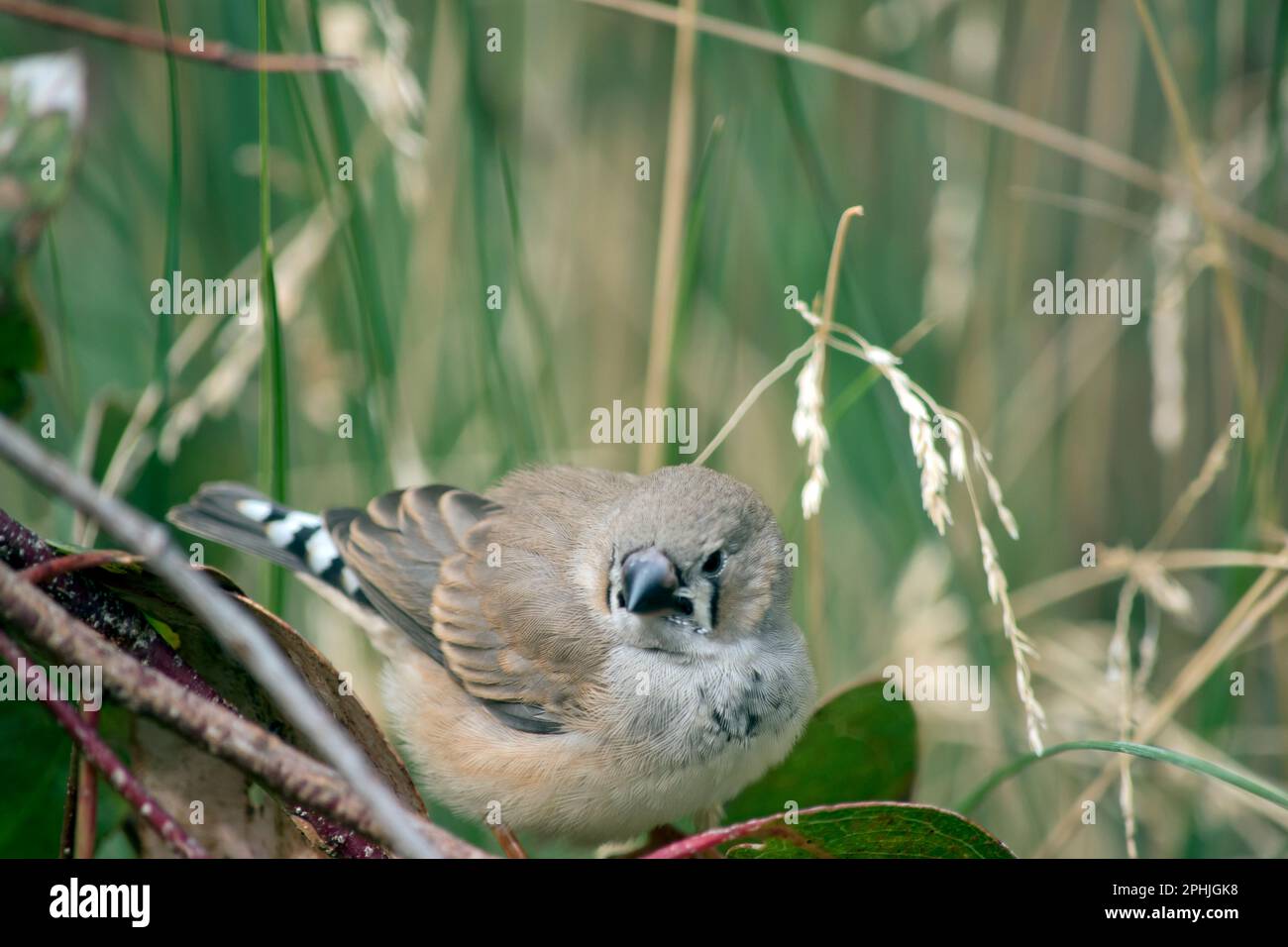 the juvenile zebra finch has a black beak that turns orange when he ...