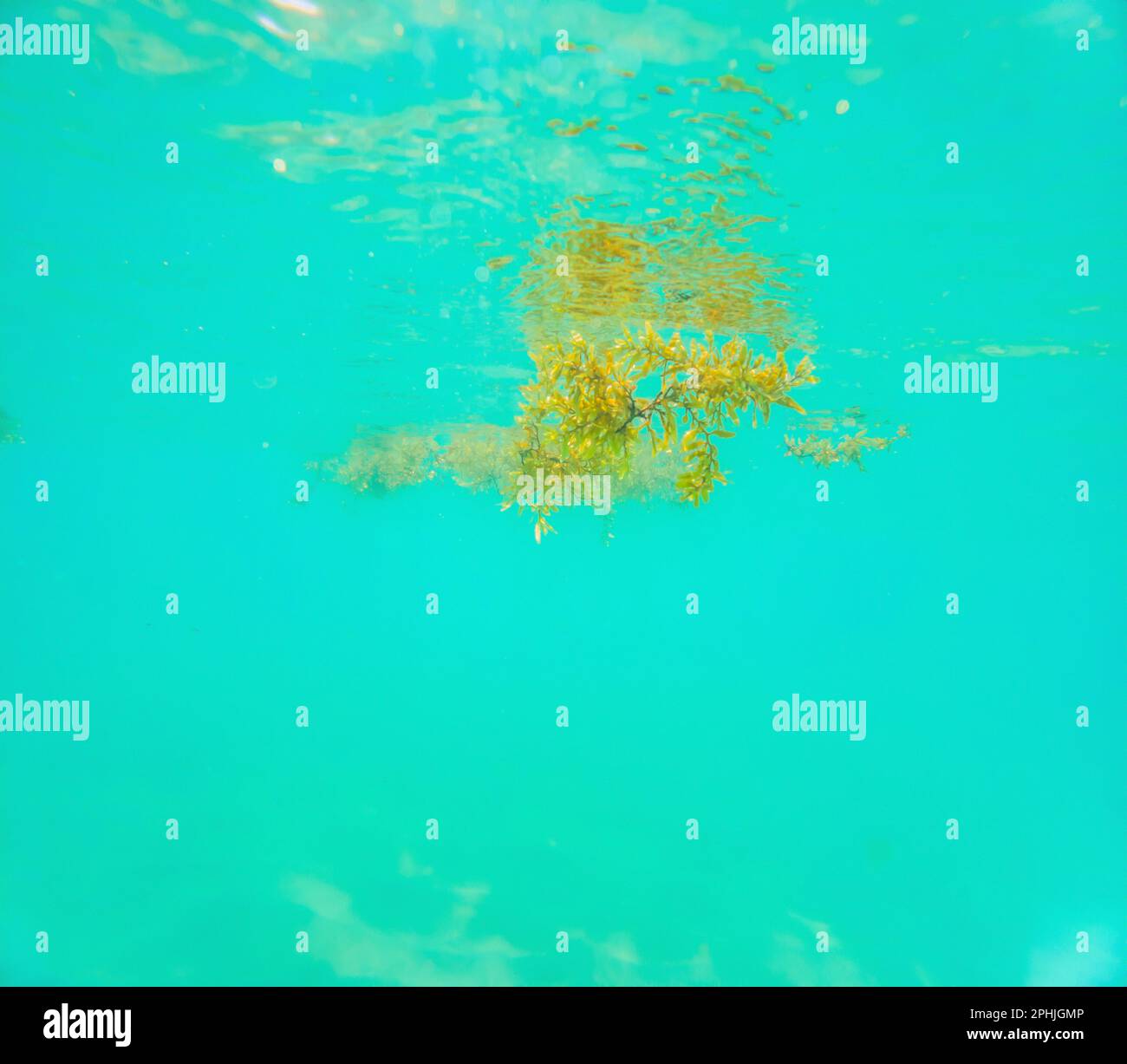 Closeup underwater shot of brown Sargassum algae floating at surface of ...