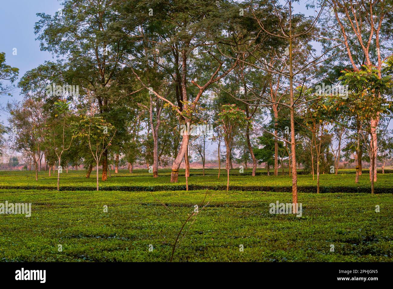 Landscape with trees and a tea garden. Samsing, scenic landscape, green ...