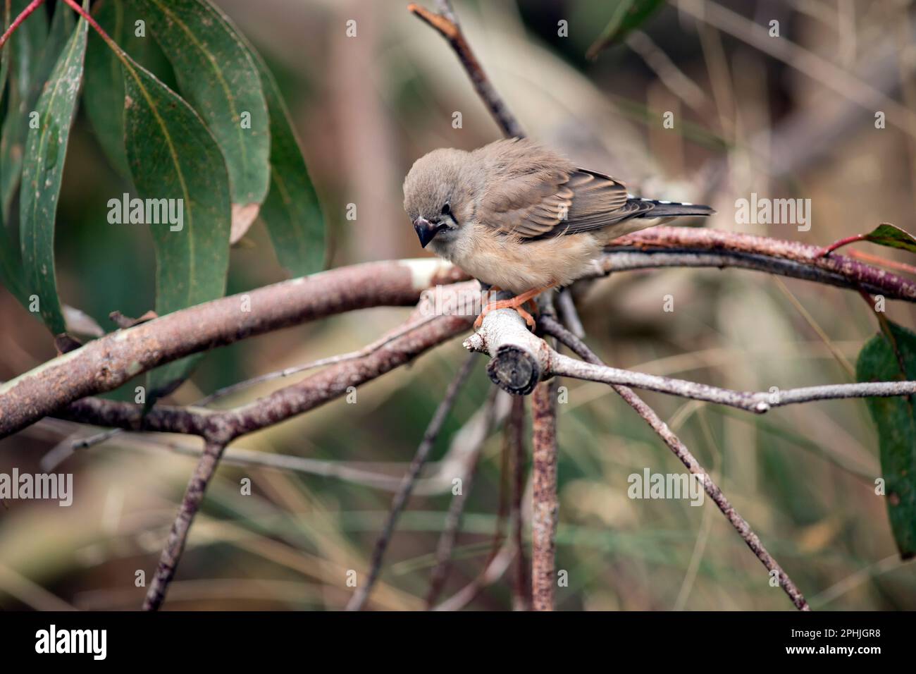the juvenile zebra finch has a black beak that turns orange when he ...