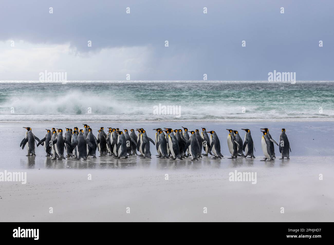 King Penquins, Aptenodytes Patagonicus, at Volunteer Point in The ...