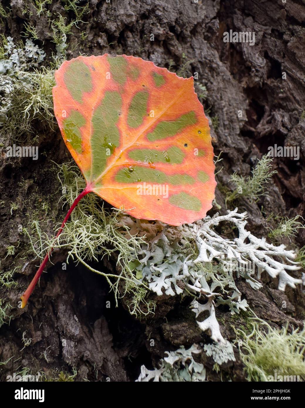 A single red Aspen leaf is nestled amongst the lichen of an evergreen ...