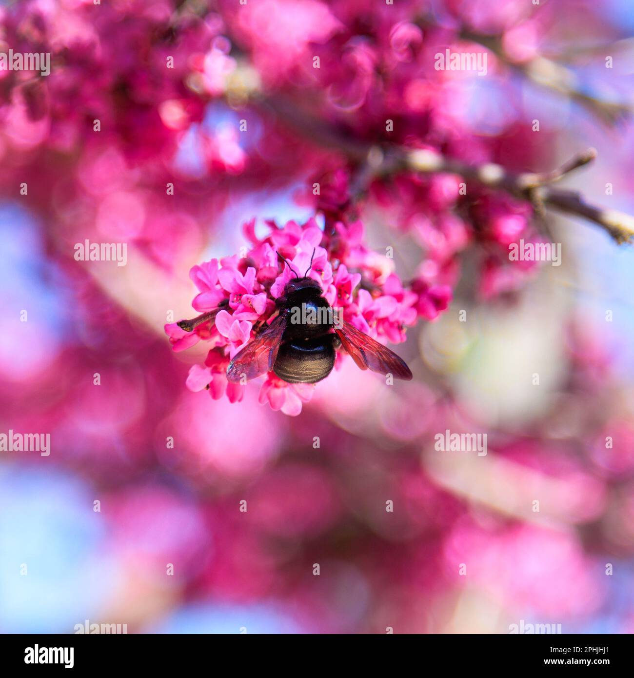 Carpenter bee arizona hi-res stock photography and images - Alamy