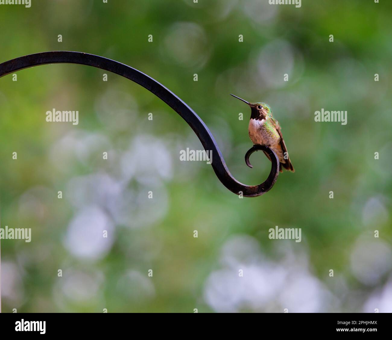 A hummingbird perches atop an elegant wrought iron decoration at Sipe ...