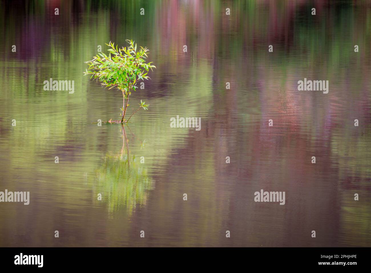 Buckskinner park hi-res stock photography and images - Alamy