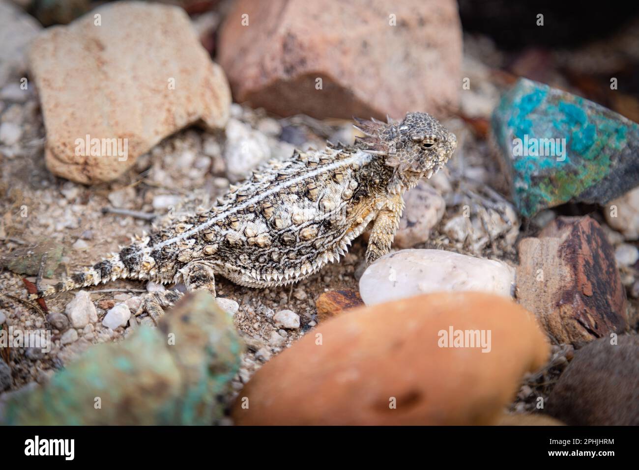 A Regal horned lizzard waiting for prey among a colorful rock garden ...