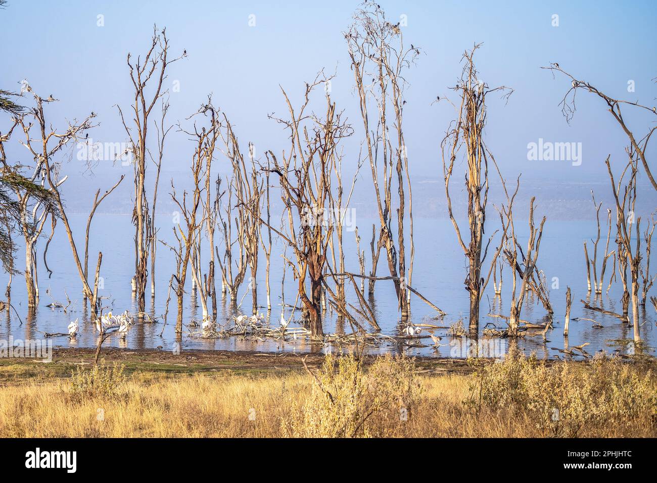 Trees emerging from the water of Nakuru lake. The village of Kalokol ...