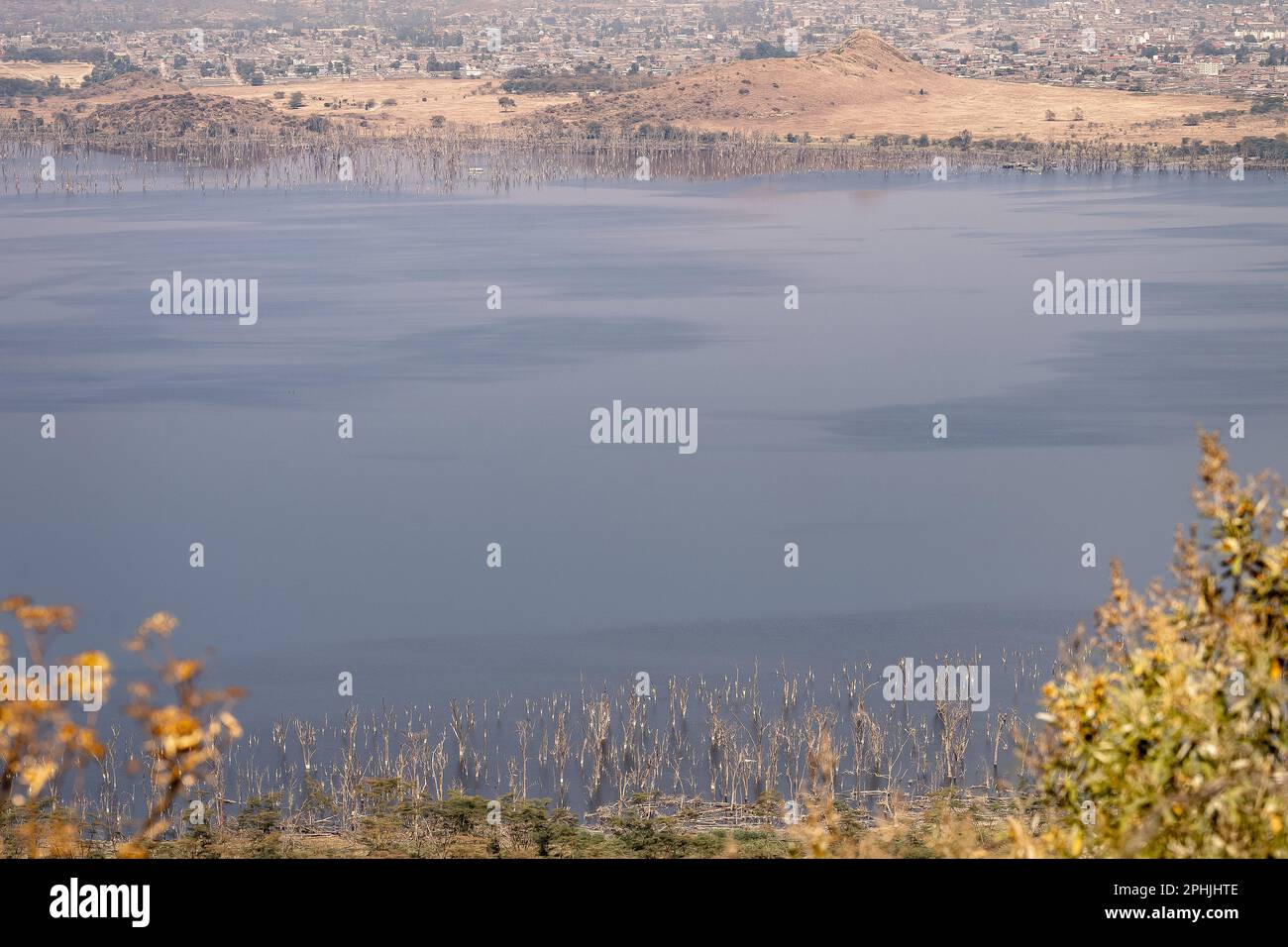 Trees emerging from the water of Nakuru lake. The village of Kalokol ...