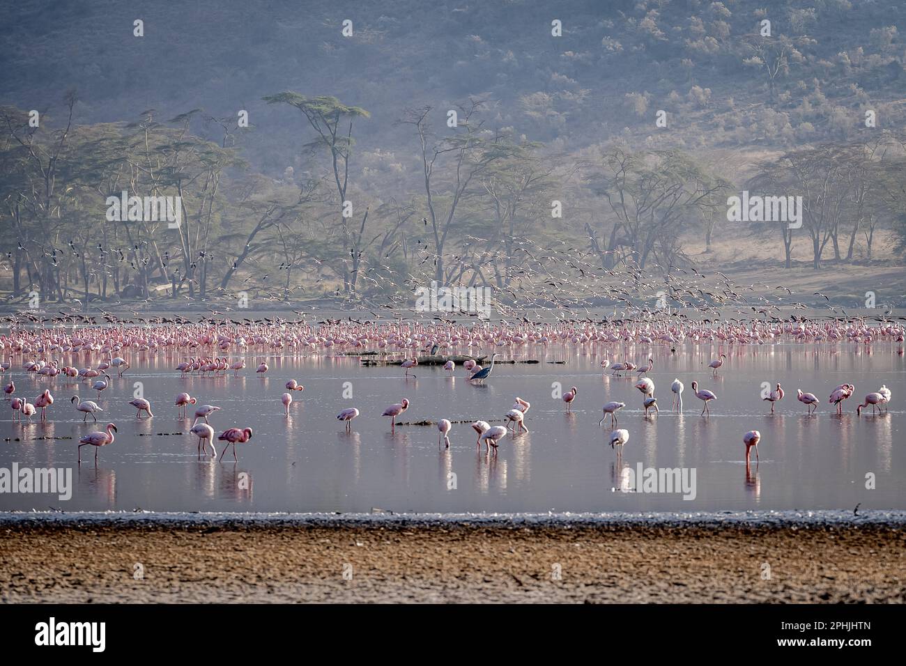 Flamingos seen at Nakuru Lake. The village of Kalokol has been flooded ...