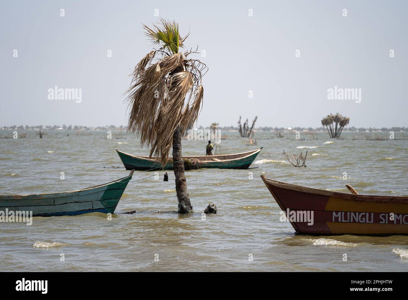A palm tree in the middle of Turkana Lake. The village of Kalokol has ...
