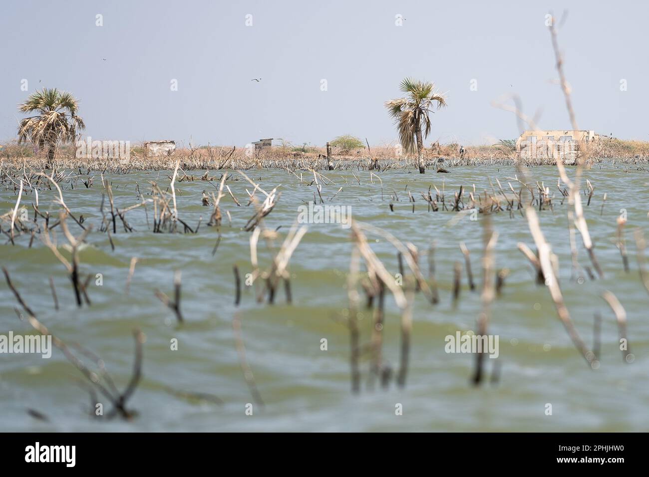 Submerged trees emerge from the surface of the water of lake Turkana ...