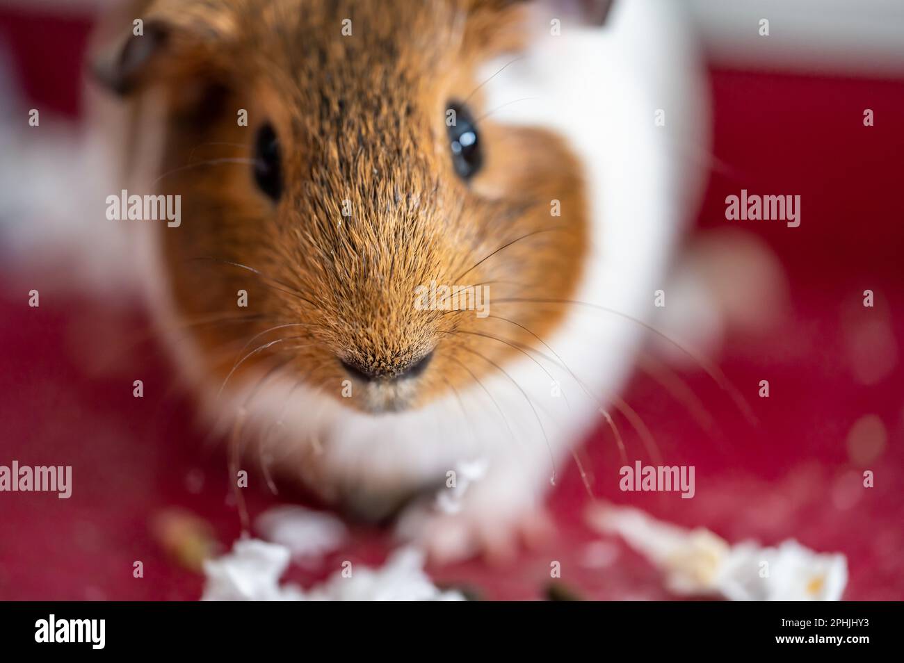Guinea pig with inquisitive expression looking at the camera Stock ...