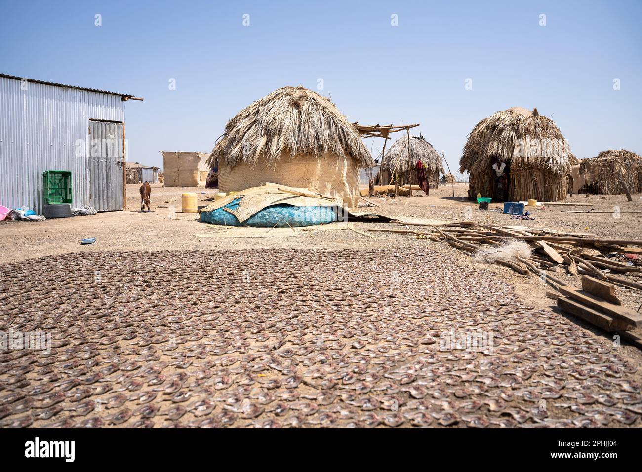 Kalokol, Kenya. 14th Feb, 2023. Fish drying at Kalokol village. The ...