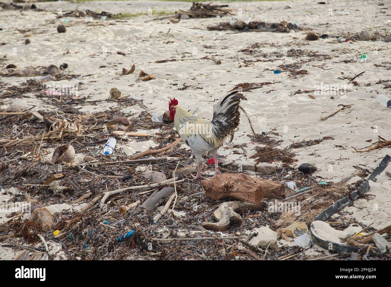 A white rooster on a trash-strewn beach on Pamilacan Island in the ...