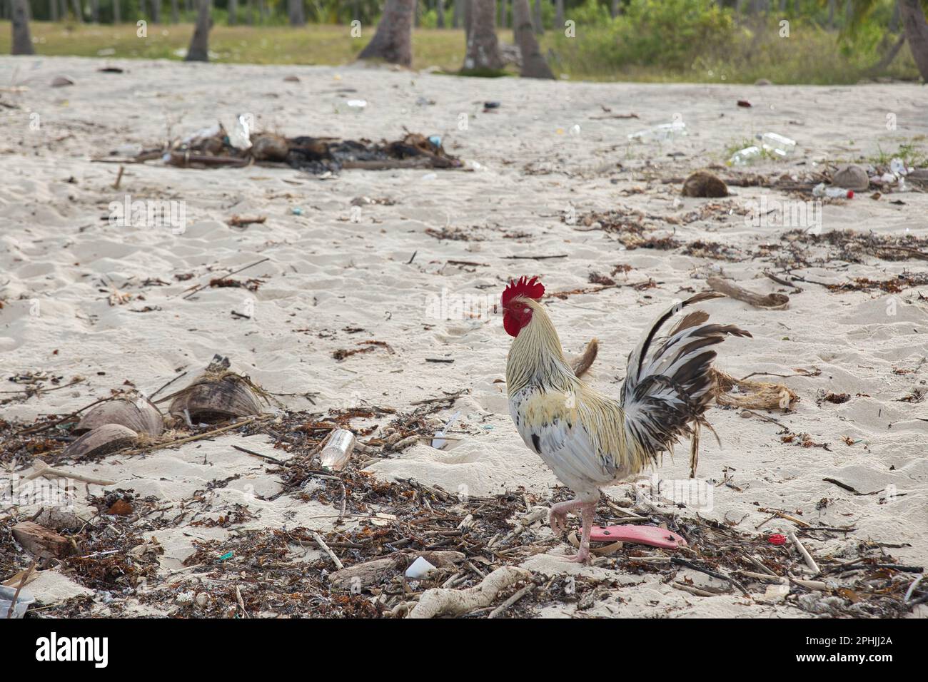 A white rooster on a trash-strewn beach on Pamilacan Island in the ...