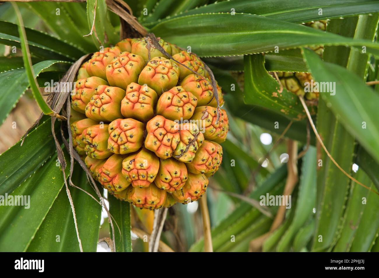 Close-up of a screwpine on Pamilacan Island in the Philippines ...
