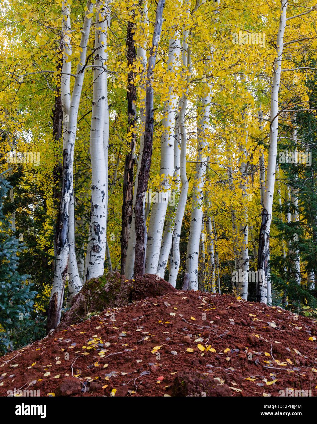 A small grove of Aspen trees grows atop a volcanic knoll in the White ...