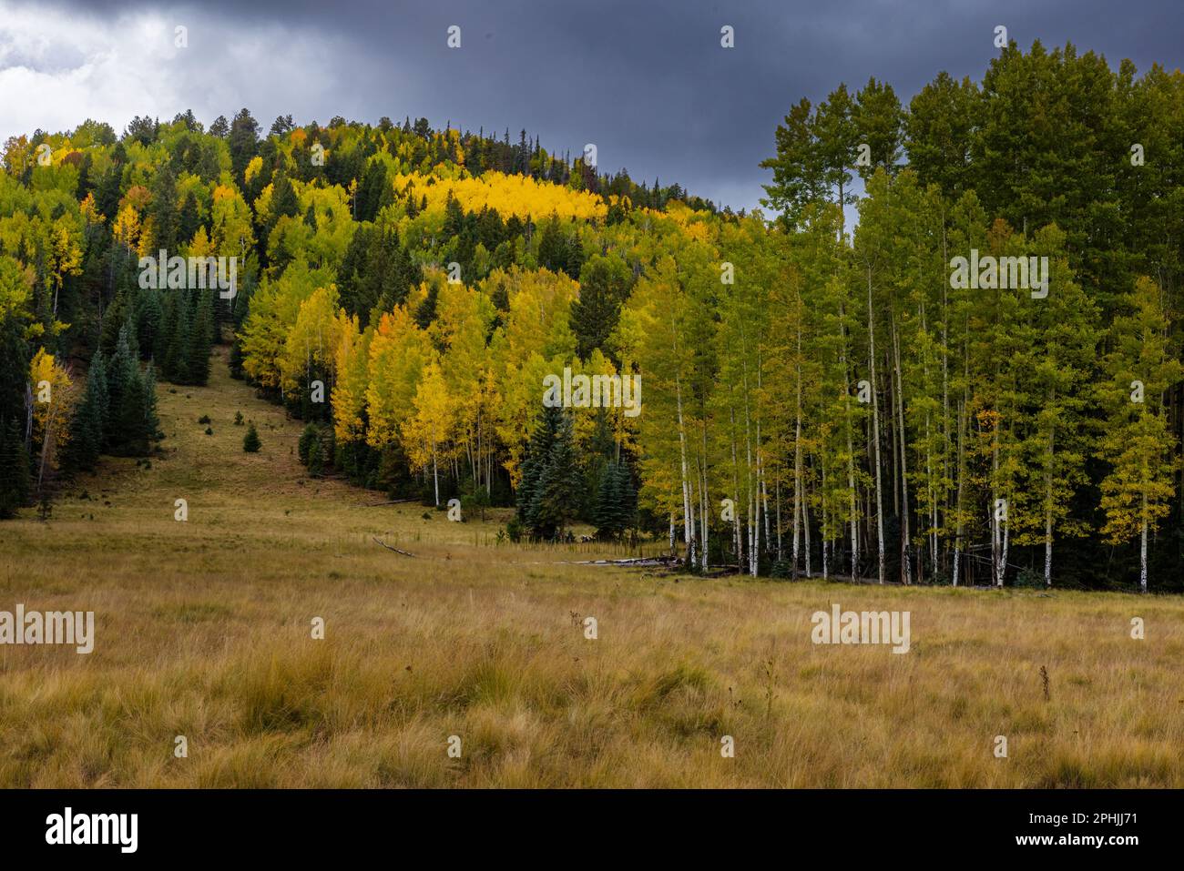 A diverse forest grows on a volcanic knoll in the White Mountains of ...