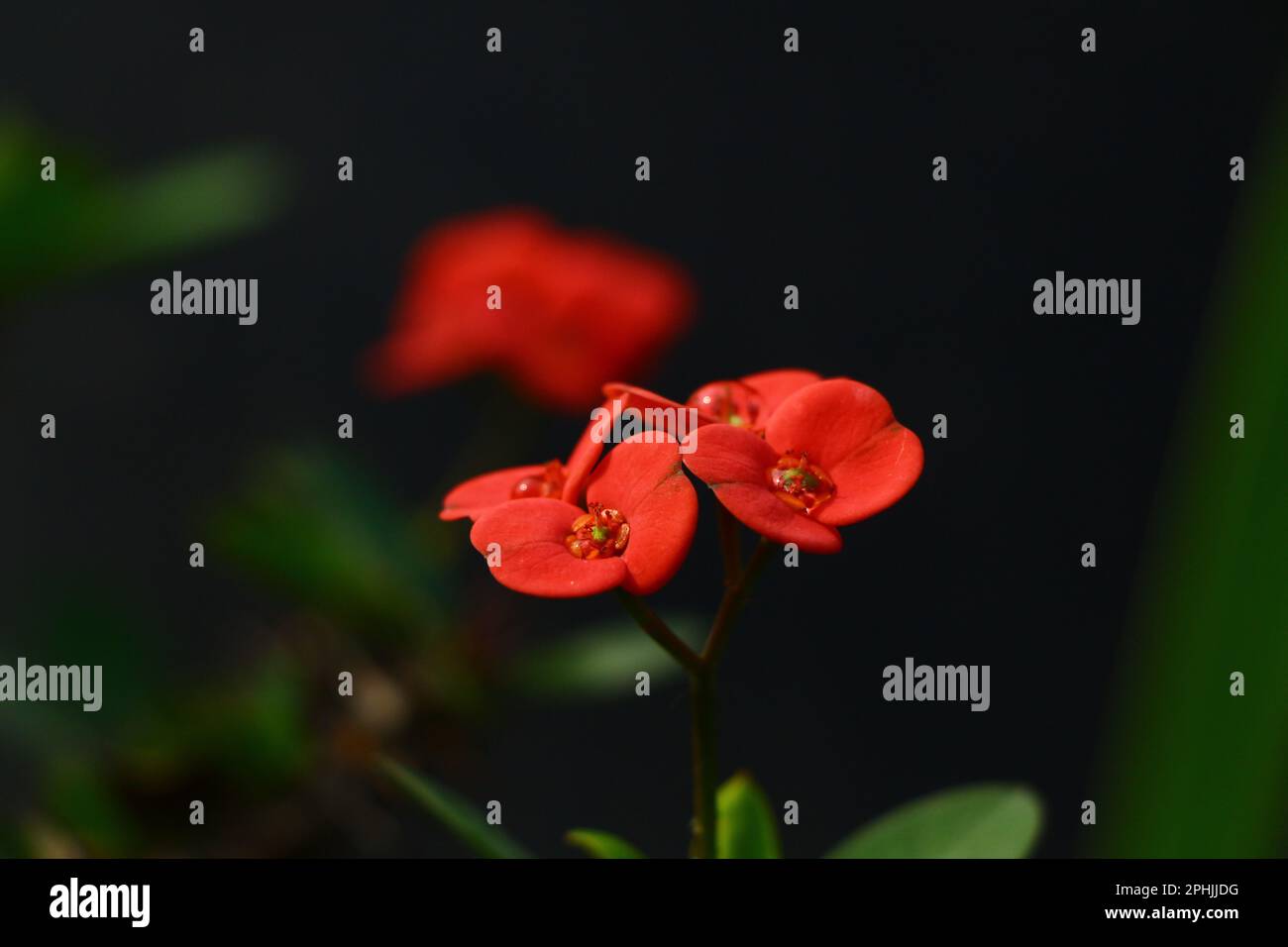Root crown of thorns in water hi-res stock photography and images - Alamy