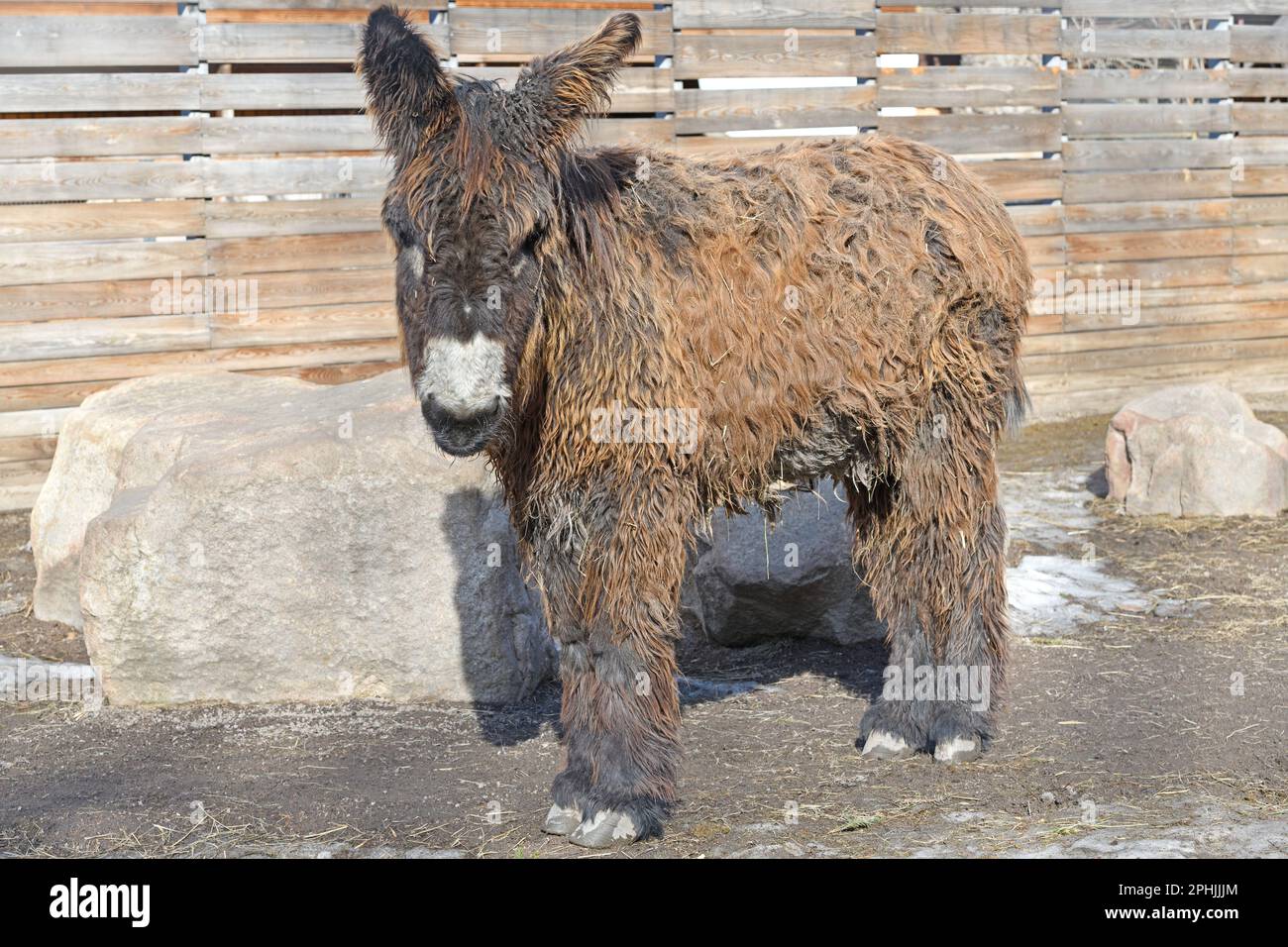 Baudet du Poitou (Equus asinus), also called Poitevin or Poitou donkey ...