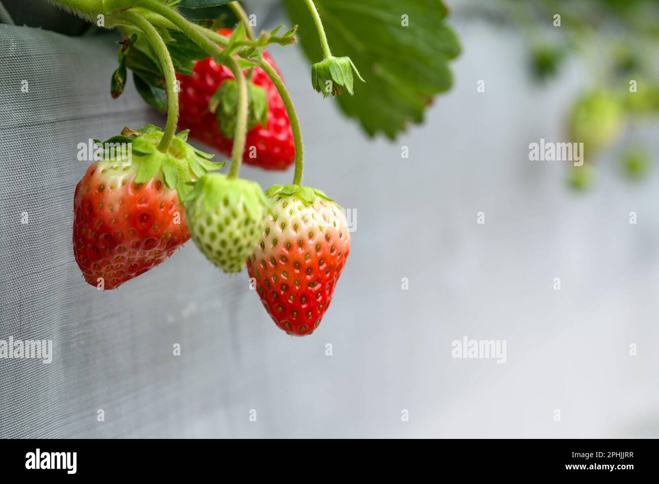 Closeup Japanese Strawberry planting in seed tray. Modern agriculture ...