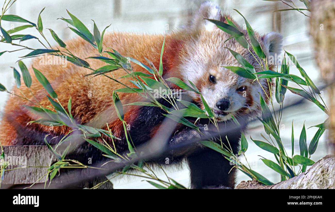 red panda (Ailurus fulgens), also known as the lesser panda, with ...