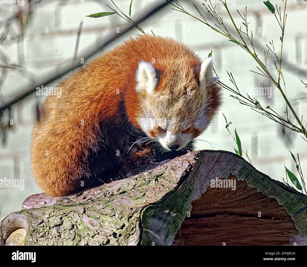 red panda (Ailurus fulgens), also known as the lesser panda, with ...