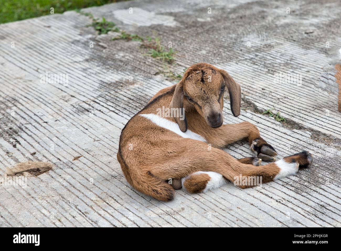 A cute baby goat with floppy ears lying comfortably on a stone Stock ...