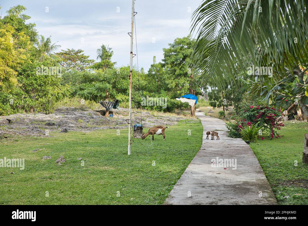 A stone path in an idyllic tropical landscape with two sugary cute baby ...