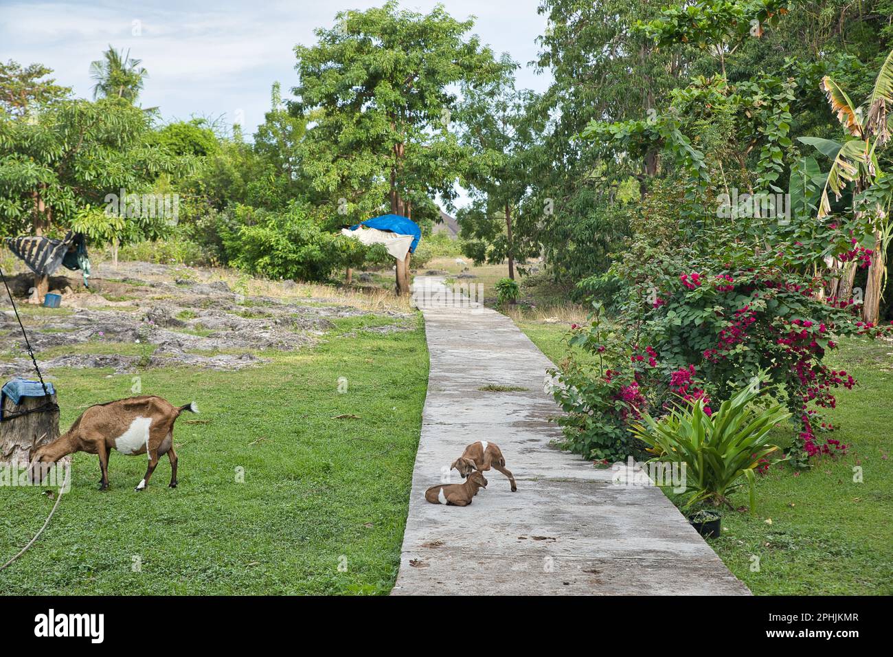A stone path in an idyllic tropical landscape with two sugary cute baby ...