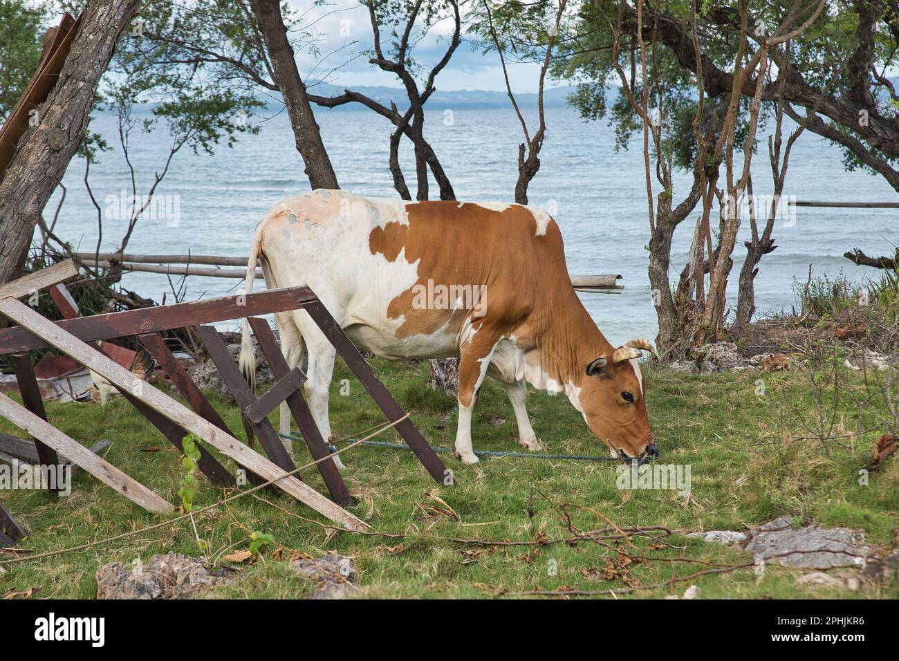 An Asian cow on a meadow on Pamilacan Island in the Philippines with ...