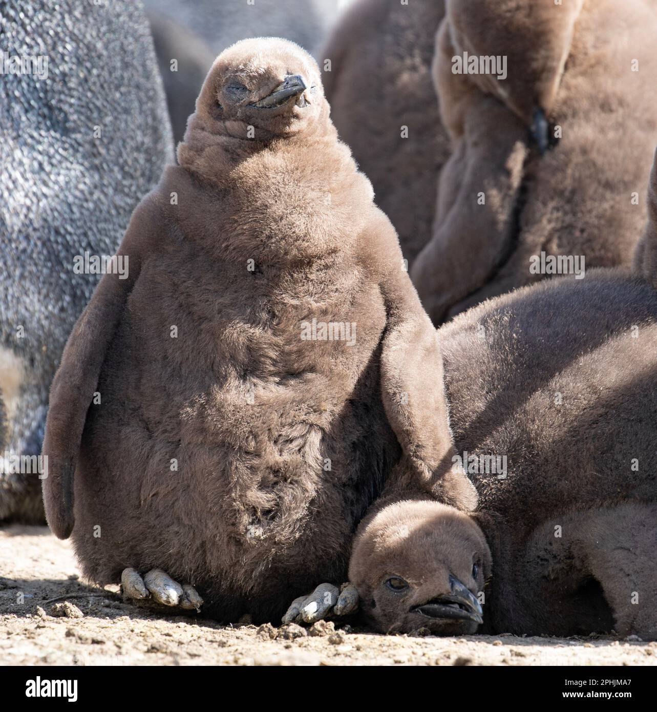 King Penquin juvenile, or chick, Aptenodytes Patagonicus, at Volunteer ...