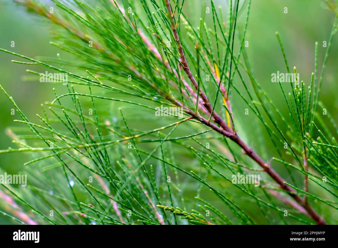 Casuarina equisetifolia plant hi-res stock photography and images - Alamy
