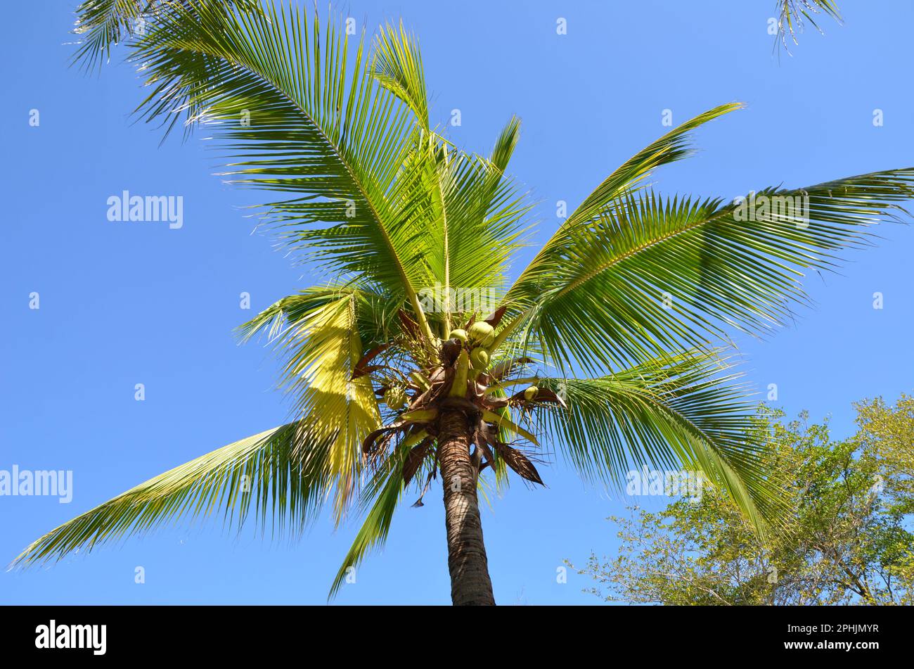 South China Sea coconut trees blue sky and white clouds Stock Photo - Alamy