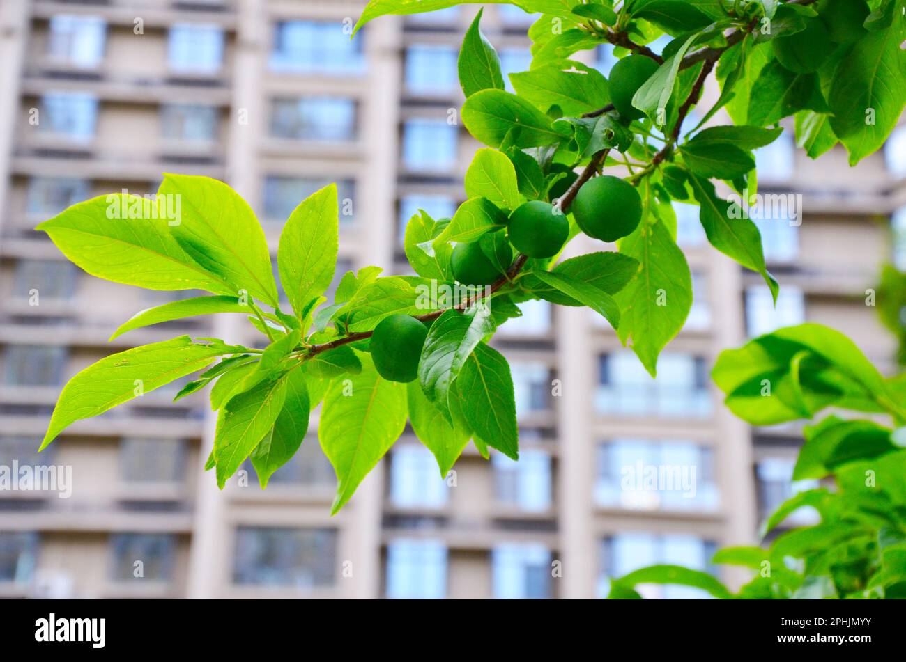 This is a branch full of plums Stock Photo - Alamy