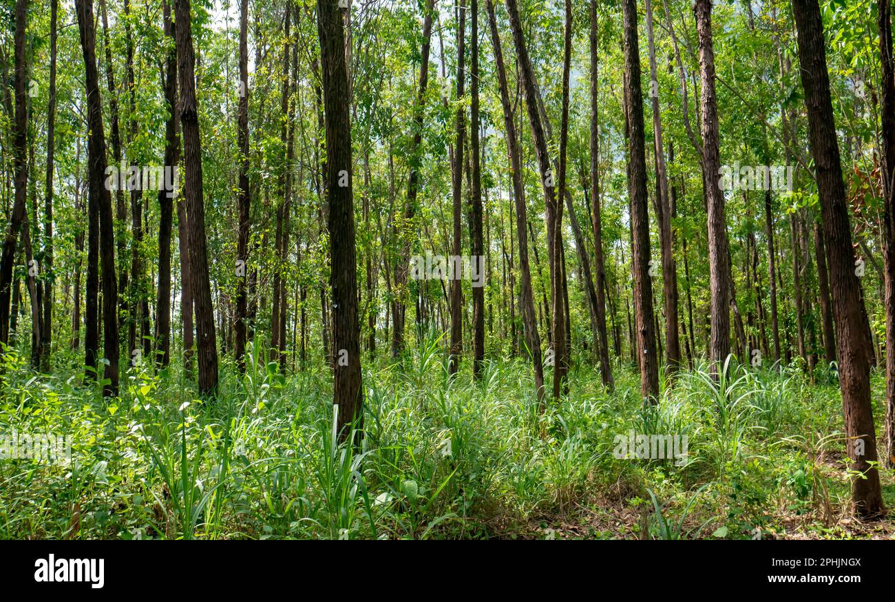 Eucalyptus pellita forest in Gunung Kidul, Yogyakarta, Indonesia Stock ...