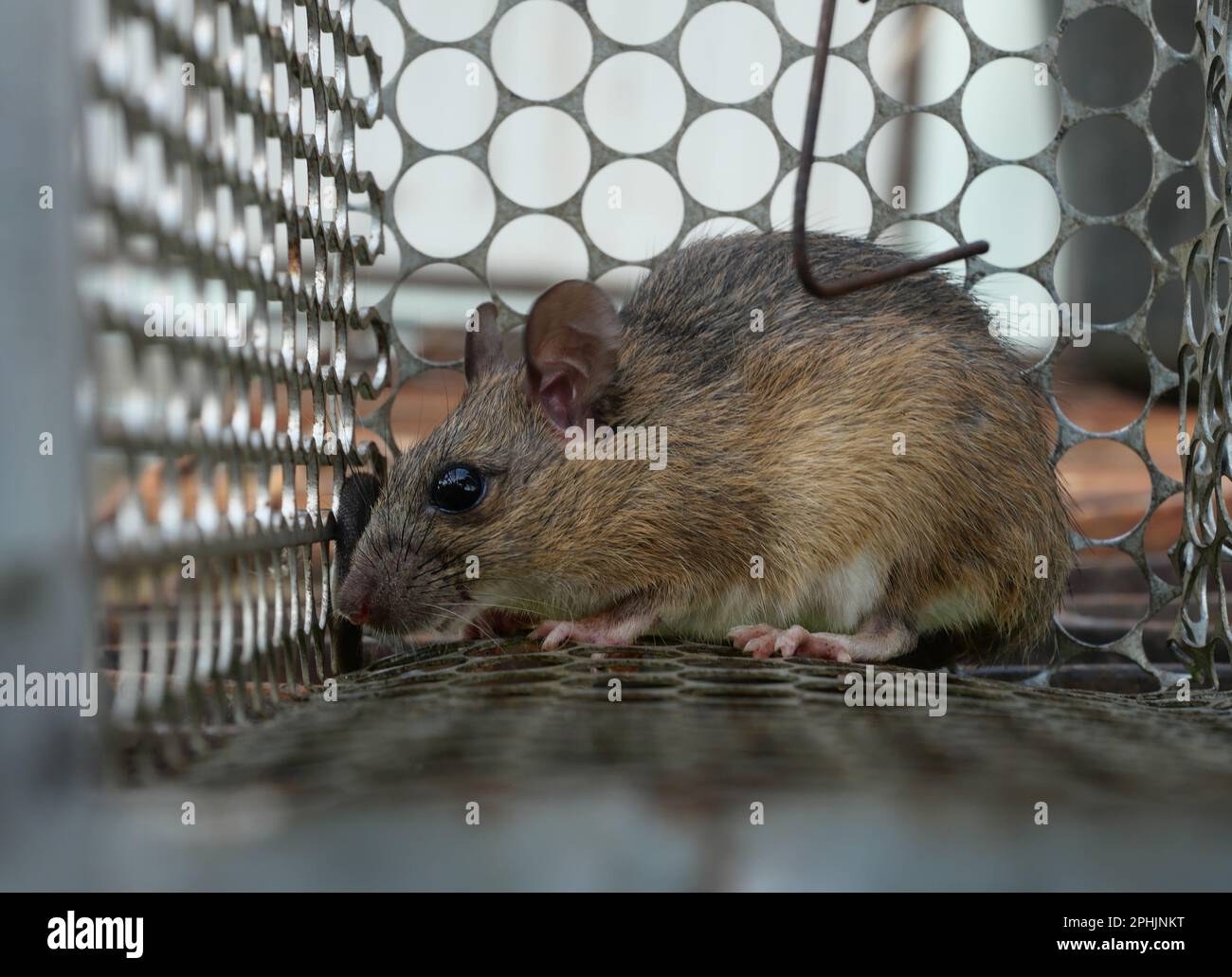 Rat in cage mousetrap, Mouse finding a way out of being confined ...