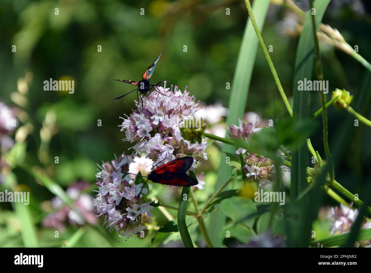 Types of moths hi-res stock photography and images - Alamy