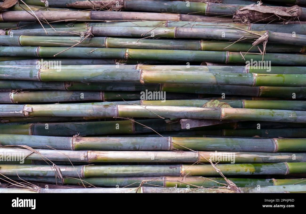 Pile of bamboo stick for handicrafts and material of construction Stock ...