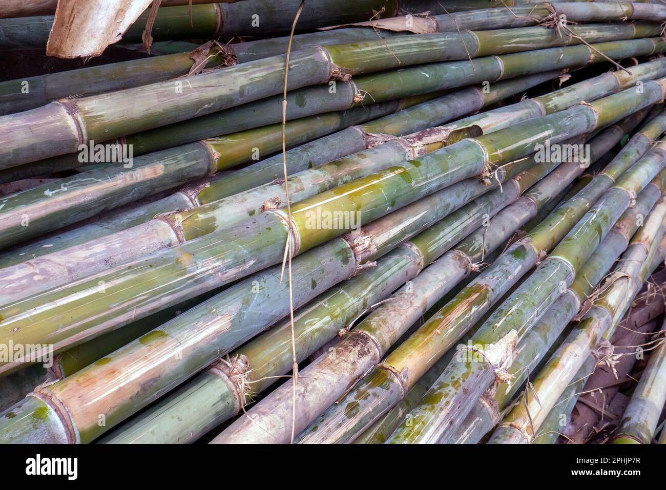 Pile of bamboo stick for handicrafts and material of construction Stock ...