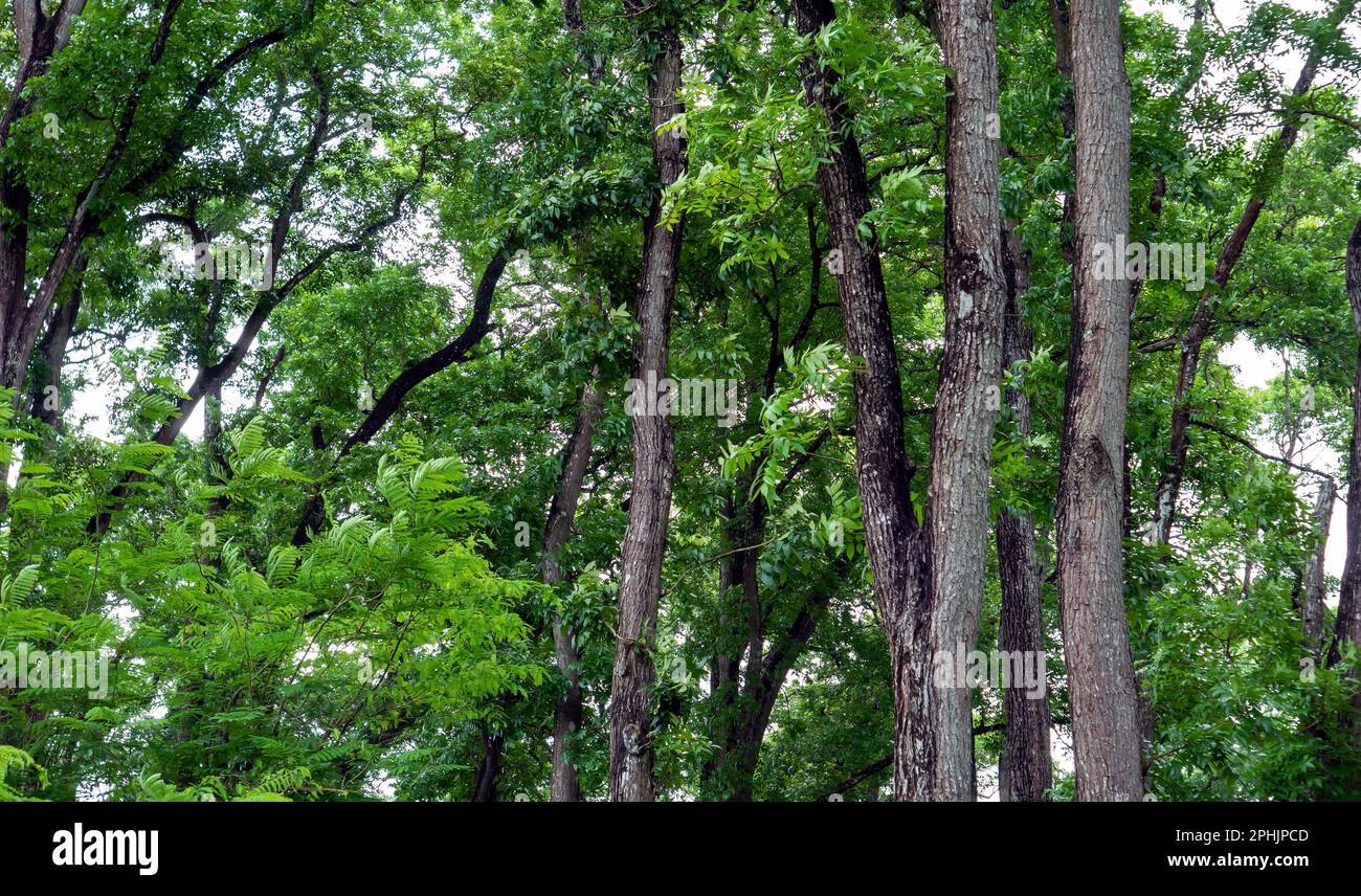 Mahogany tree africa hi-res stock photography and images - Alamy