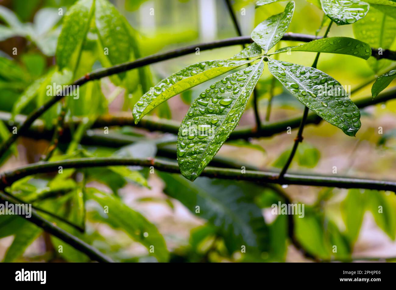 White silk cotton tree (Ceiba pentandra Gaertn.) wet leaves, Kapuk ...