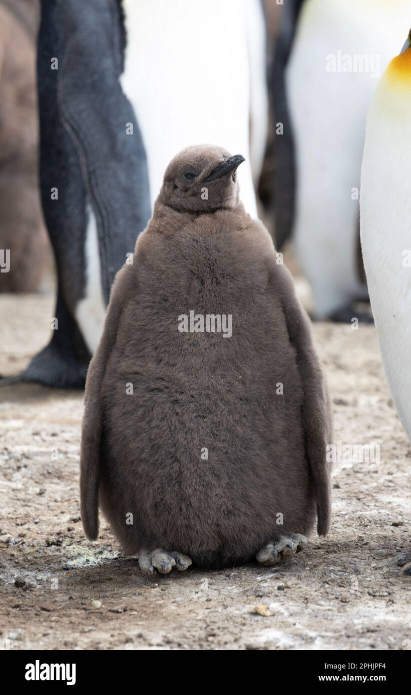 King Penquin juvenile, or chick, Aptenodytes Patagonicus, at Volunteer ...
